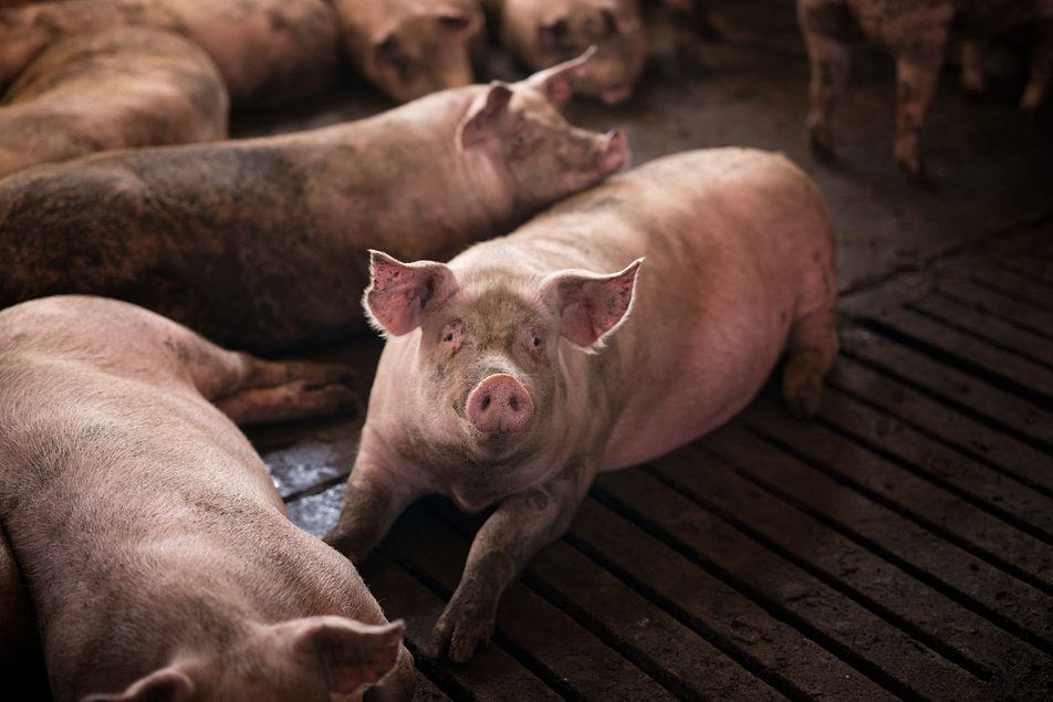USDA Modernizes Swine Slaughter Inspection for the First Time in Over ...