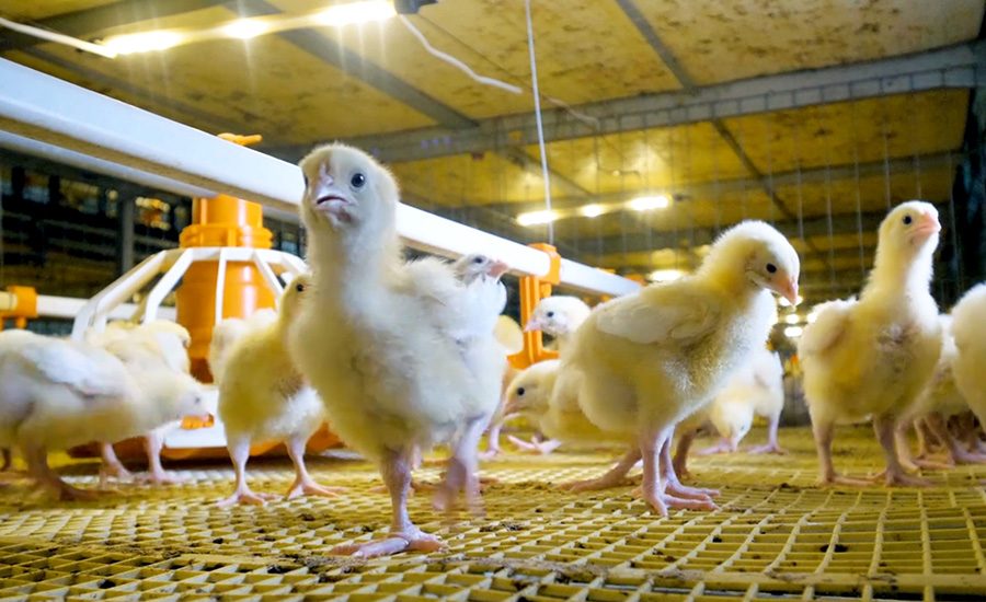 A Critical Look at Reducing the Risk of Salmonella from Poultry—Part 1 ...