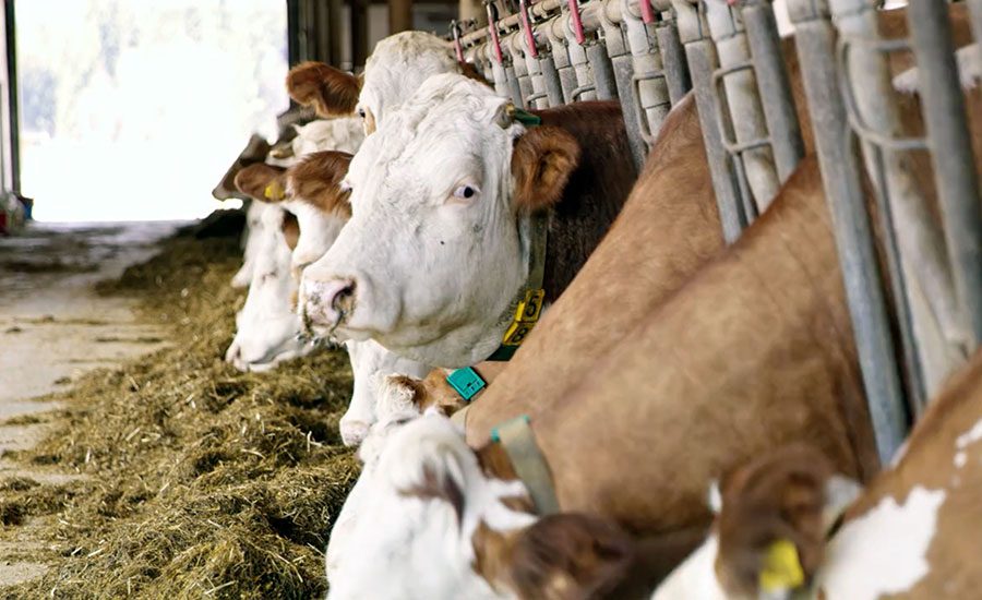 Pre-Harvest Strategies to Reduce Foodborne Pathogens in Red Meat ...