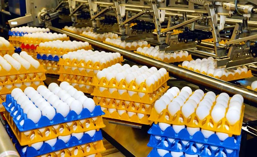 Cracking the Code for High-Quality Eggs: Ensuring Proper Egg Handling ...