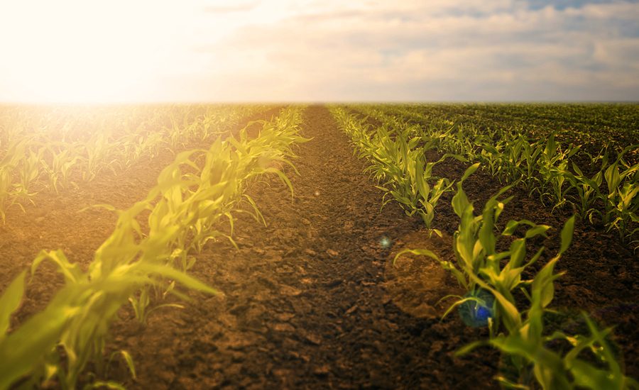 Cool Food Pledge helps facilities track climate impact of food ...