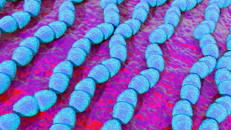 Probiotics May Cause AMR in Cattle, Swine | Food Safety Magazine
