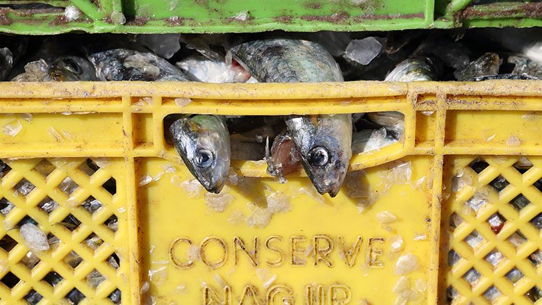 FDA Issues Final Guidance on Reconditioning of Fish and Fishery ...