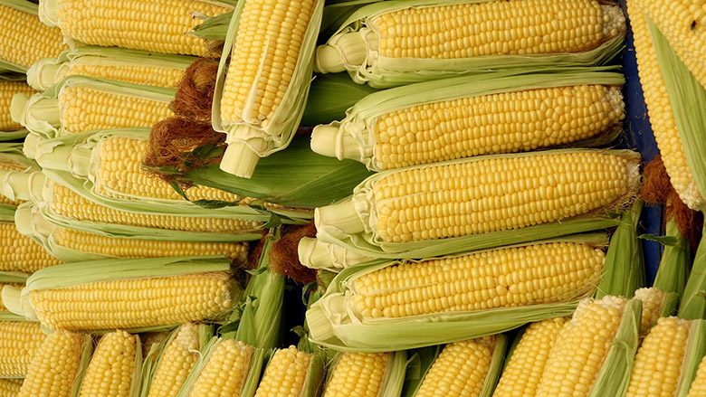 Risk of Aflatoxin Grows for U.S. Corn | Food Safety