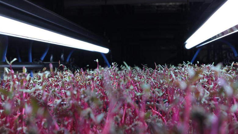 Microbial Hazards of Microgreens Production, Indoor Farming | Food ...