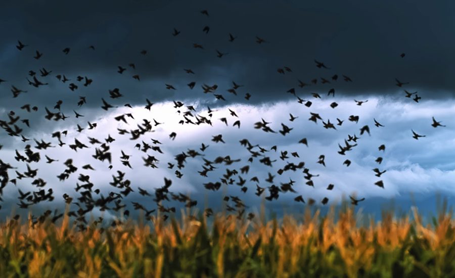Insect-Eating Wild Birds Pose Low Risk of Pathogen Transfer to Crops ...
