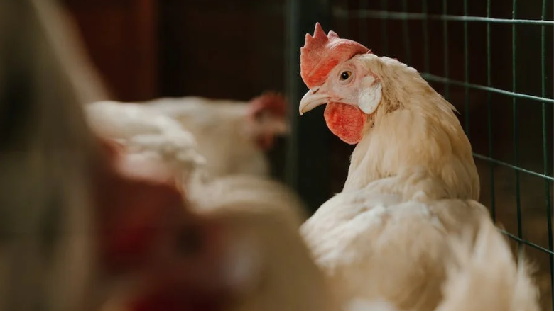 USDA-FSIS Proposed Regulatory Framework for Reducing Salmonella in ...