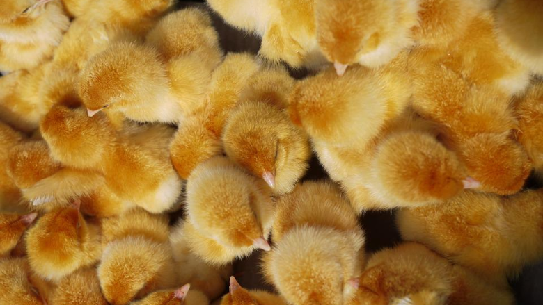 Efficacy of Tailored Biosecurity, Hygiene Advice in Reducing Salmonella in Hatcheries | Food ...