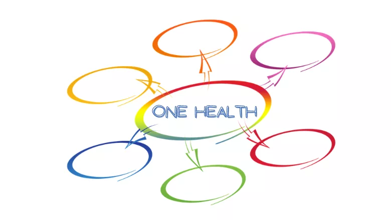 International Organizations Develop One Health Action Plan, Food Safety ...