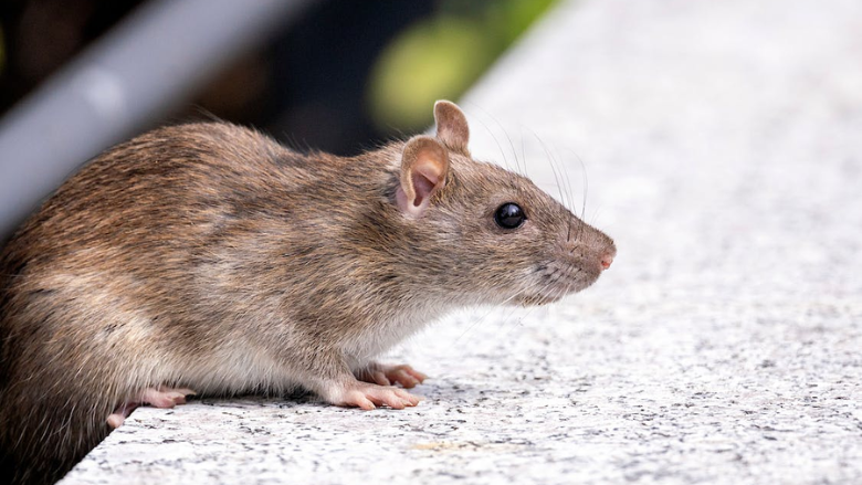 Food Processing Facilities at Risk for Rodent Infestations | Food Safety