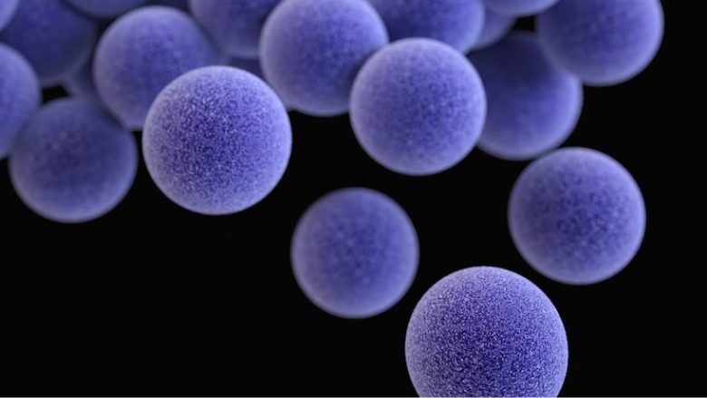 Autumn, Winter Pose Greatest Risk for Foodborne S. aureus, Study Finds ...