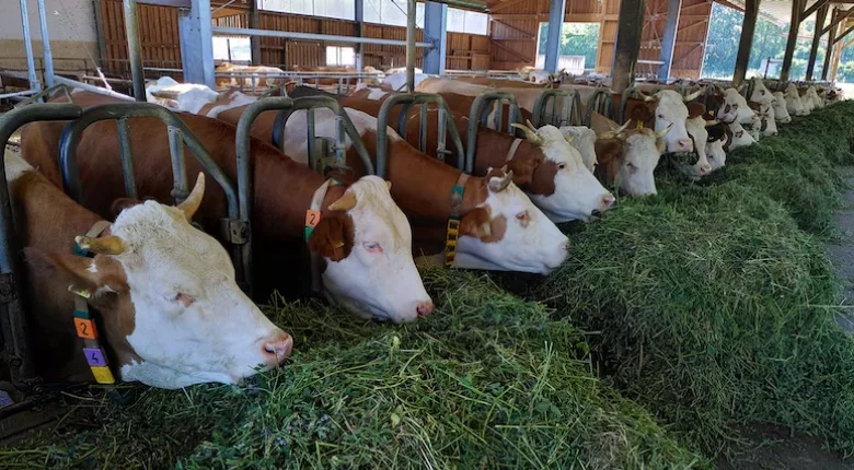 USDA Begins Sampling for Drug Residues in Cattle Claimed to be “Raised ...
