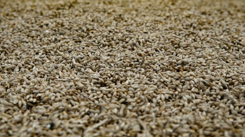 Researchers Achieve Significant Reduction of Mycotoxins on Grains Using ...