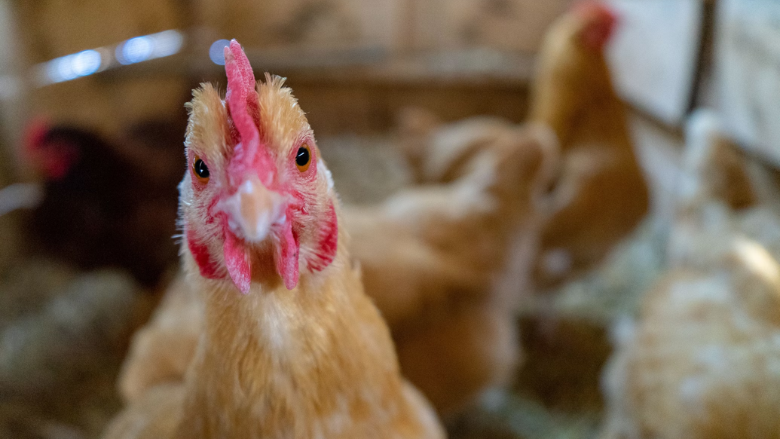 Trends in AMR Pathogens in U.S. Poultry From 2015–2023 Suggest ...