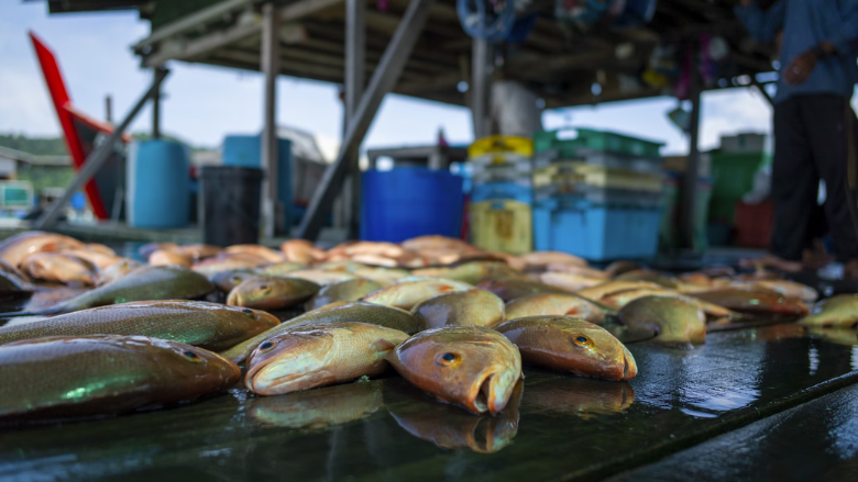 FAO/WHO Report Shows Lower Levels of Contaminants in Farmed Seafood ...