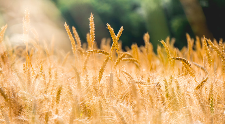 Pesticide Chlormequat is Being Detected More Frequently in Humans, EPA ...