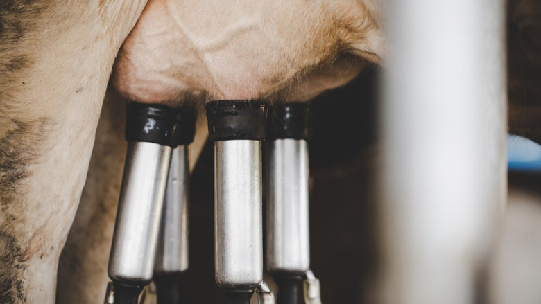 USDA to Test Bulk Milk Samples for HPAI H5N1 | Food Safety