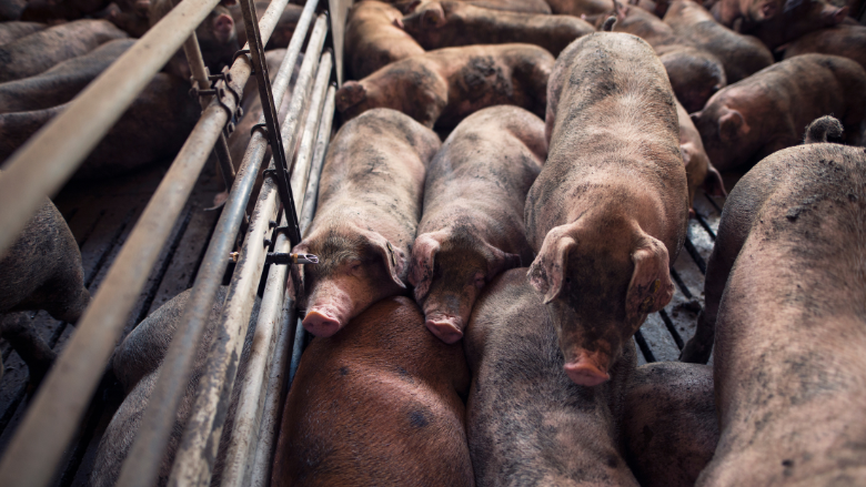 Canada Proposes Foods Derived From Cloned Cows, Pigs Should No Longer ...