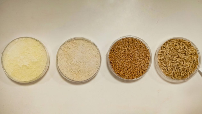 Study Shows Bacteriophage Can Control STEC in Wheat Milling Without ...