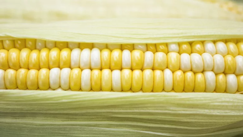 Food Safety Heats Up: Changing Temperatures and Food Risk Impacts