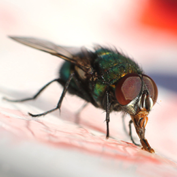 Talking Trash: Filth Fly Control for Food Facilities | Food Safety