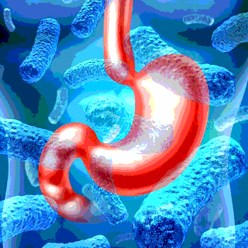 Listeria monocytogenes Finds an Alternate Path to Cross the Gut Wall ...