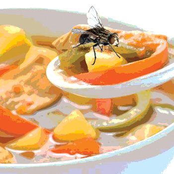 “Waiter! There’s a Fly in My Soup!”…and So Much More | Food Safety