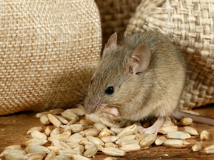 Rodent Control in the Food Plant | 2021-04-13 | Food Safety