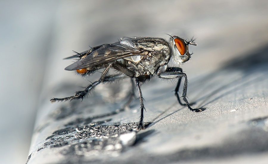House Fly Close Up