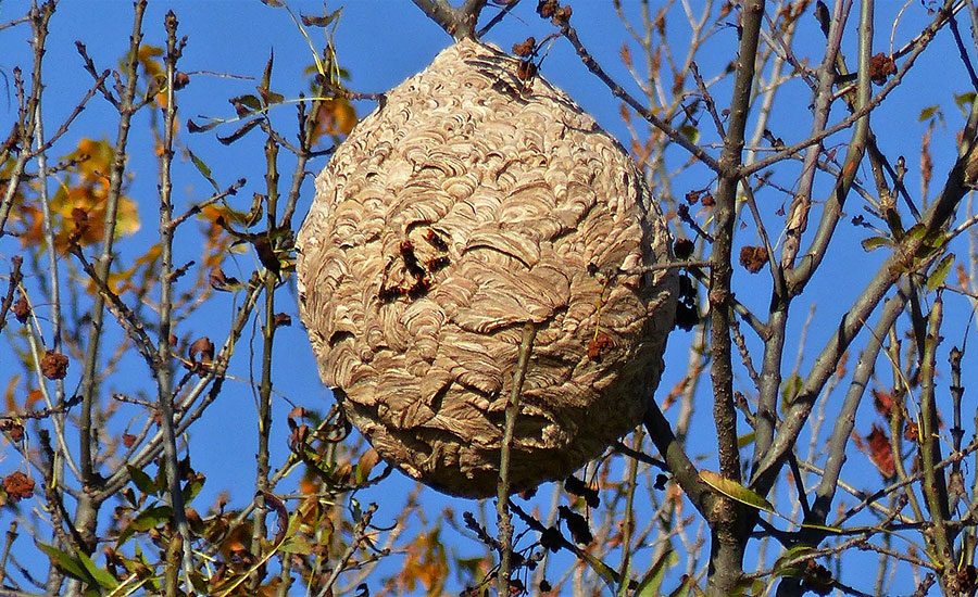 Are You Prepared for the Upcoming Pest Season? | Food Safety